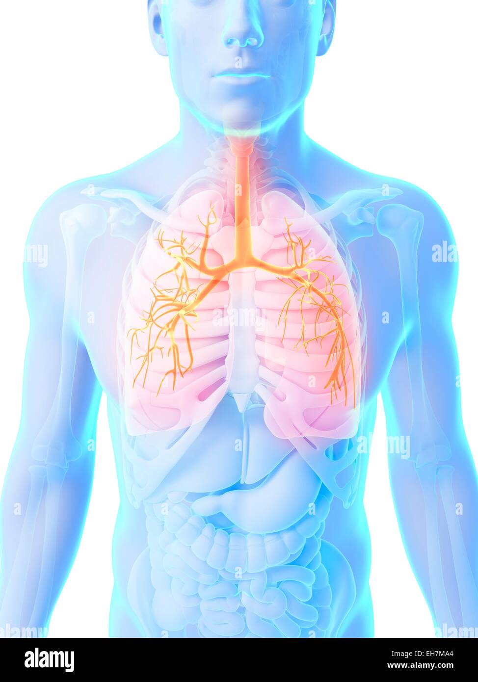 Human lungs, illustration Stock Photo - Alamy
