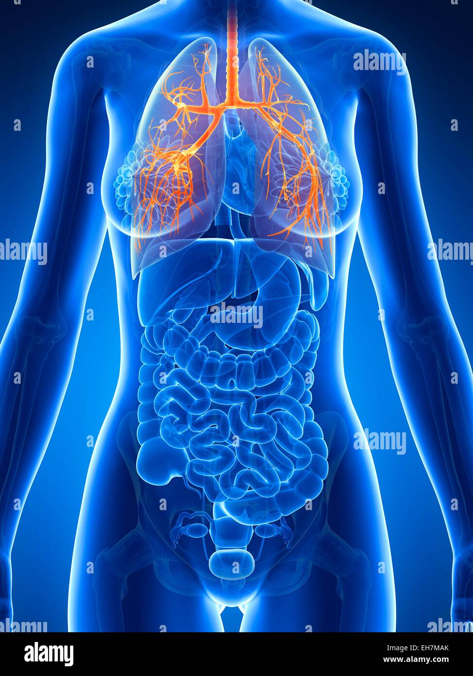 Human lungs, illustration Stock Photo - Alamy