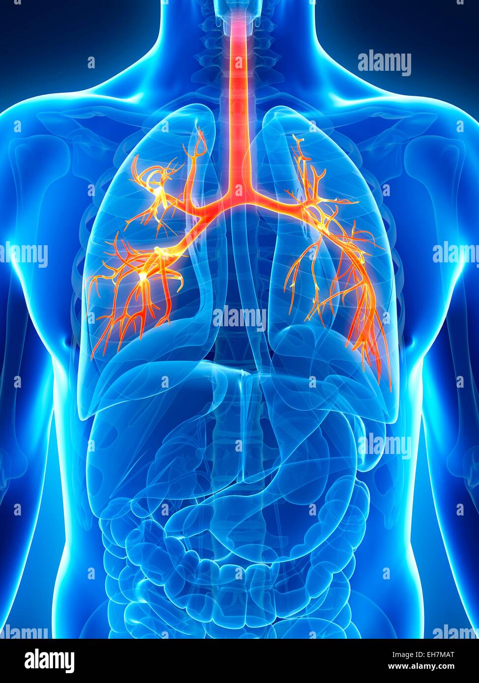 Human lungs, illustration Stock Photo - Alamy