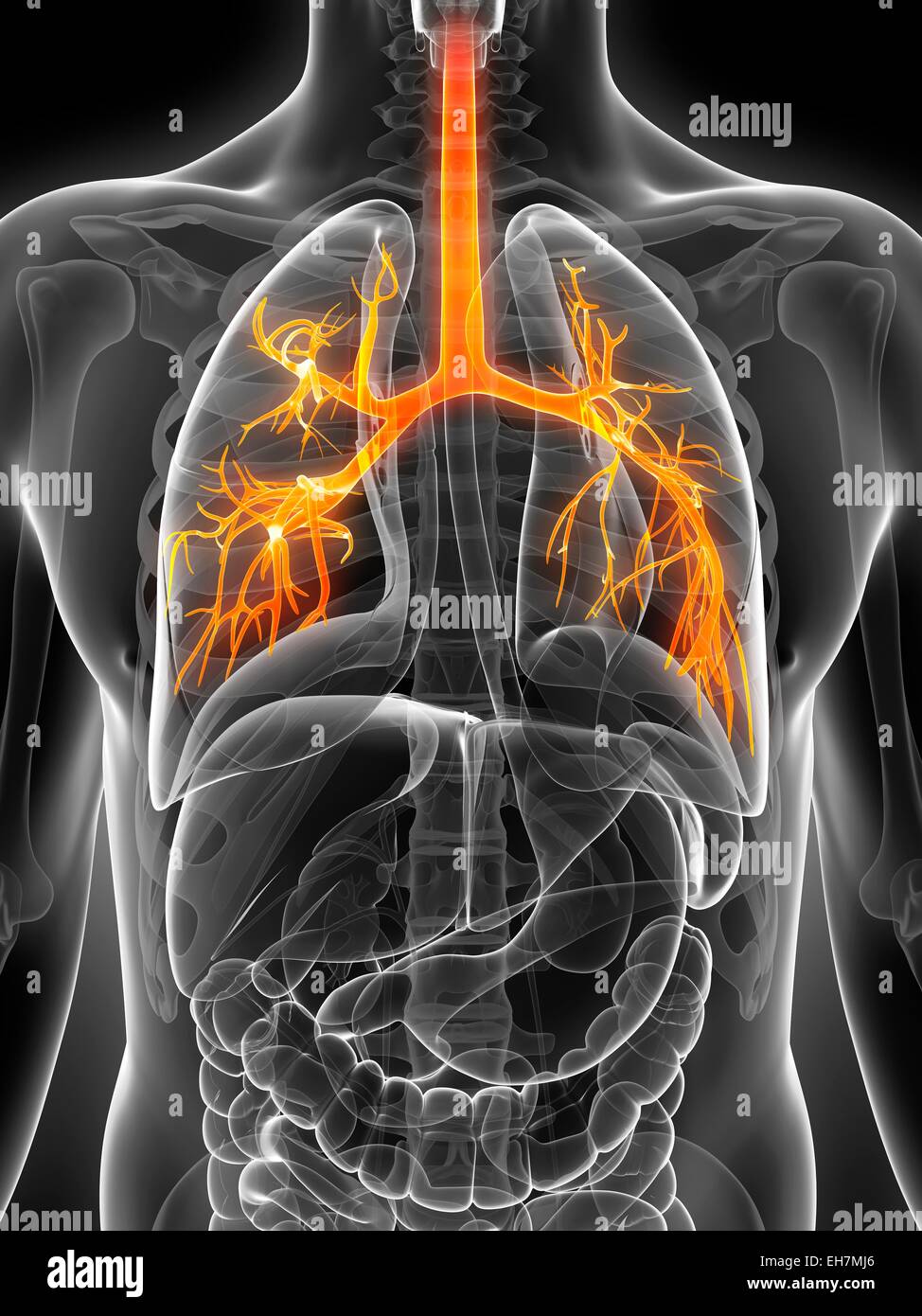 Human lungs, illustration Stock Photo - Alamy