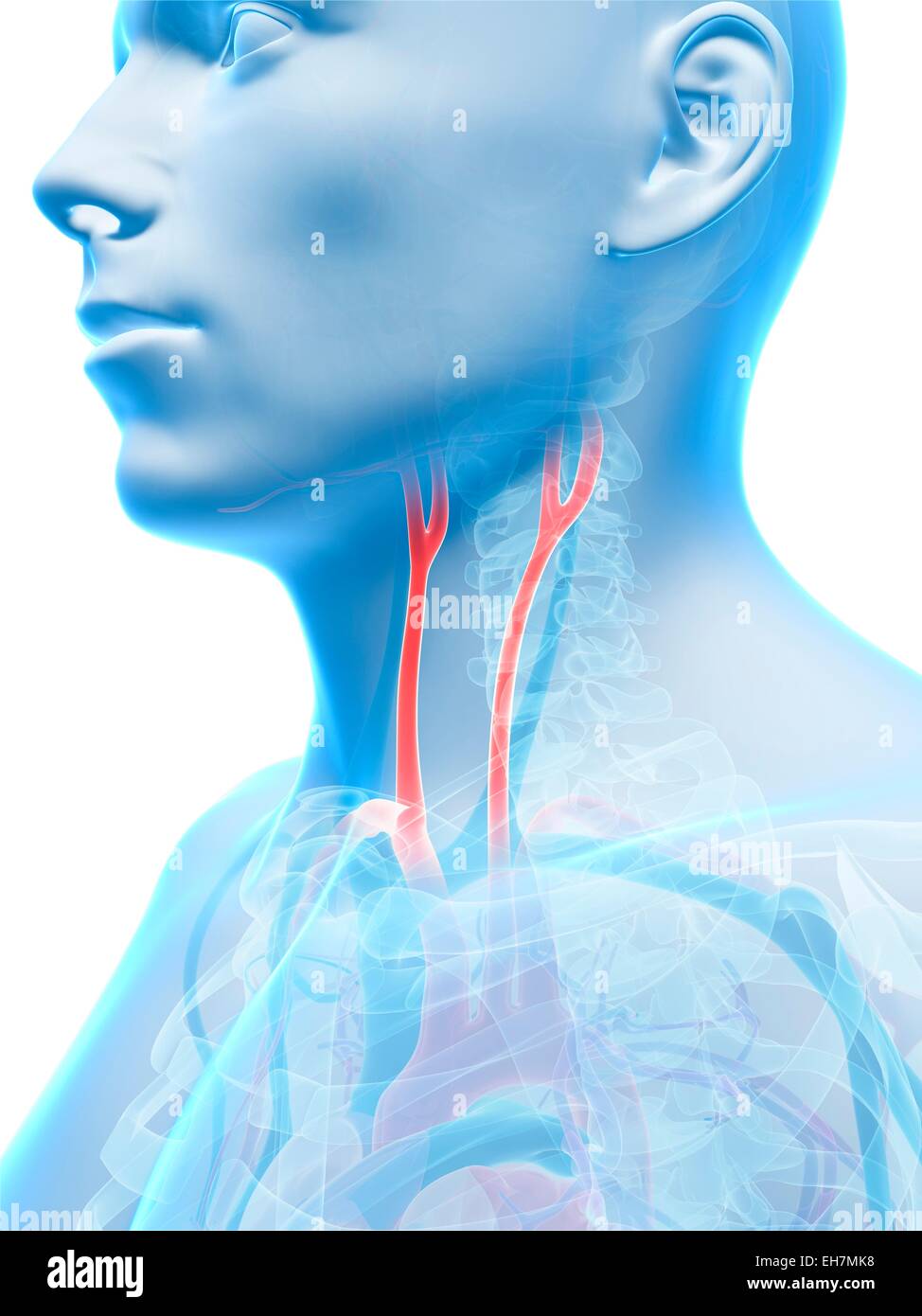 Carotid Stock Photos & Carotid Stock Images - Alamy