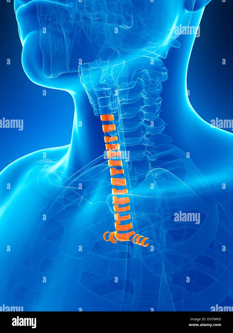 Human wind pipe, illustration Stock Photo - Alamy