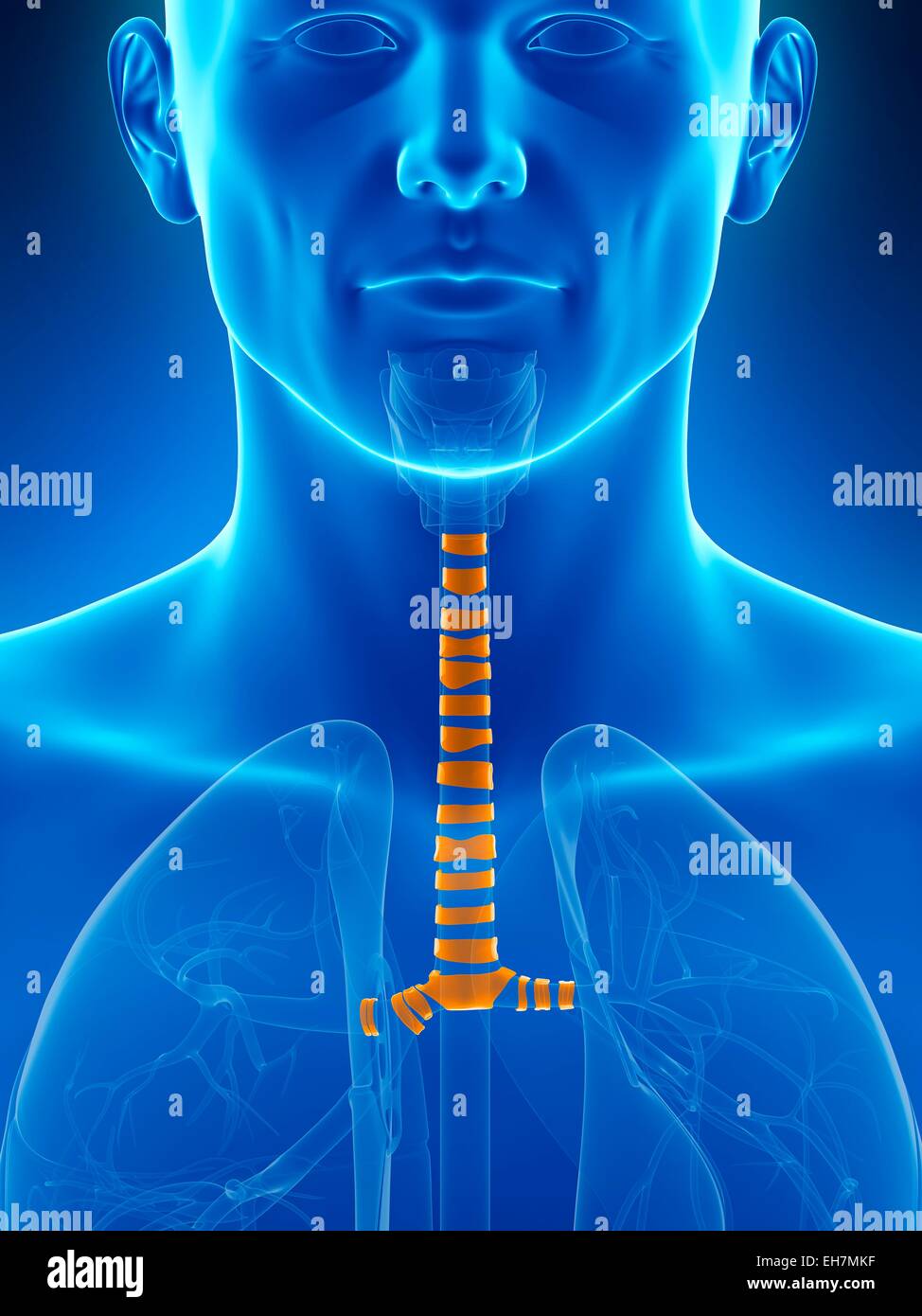 Human wind pipe, illustration Stock Photo - Alamy