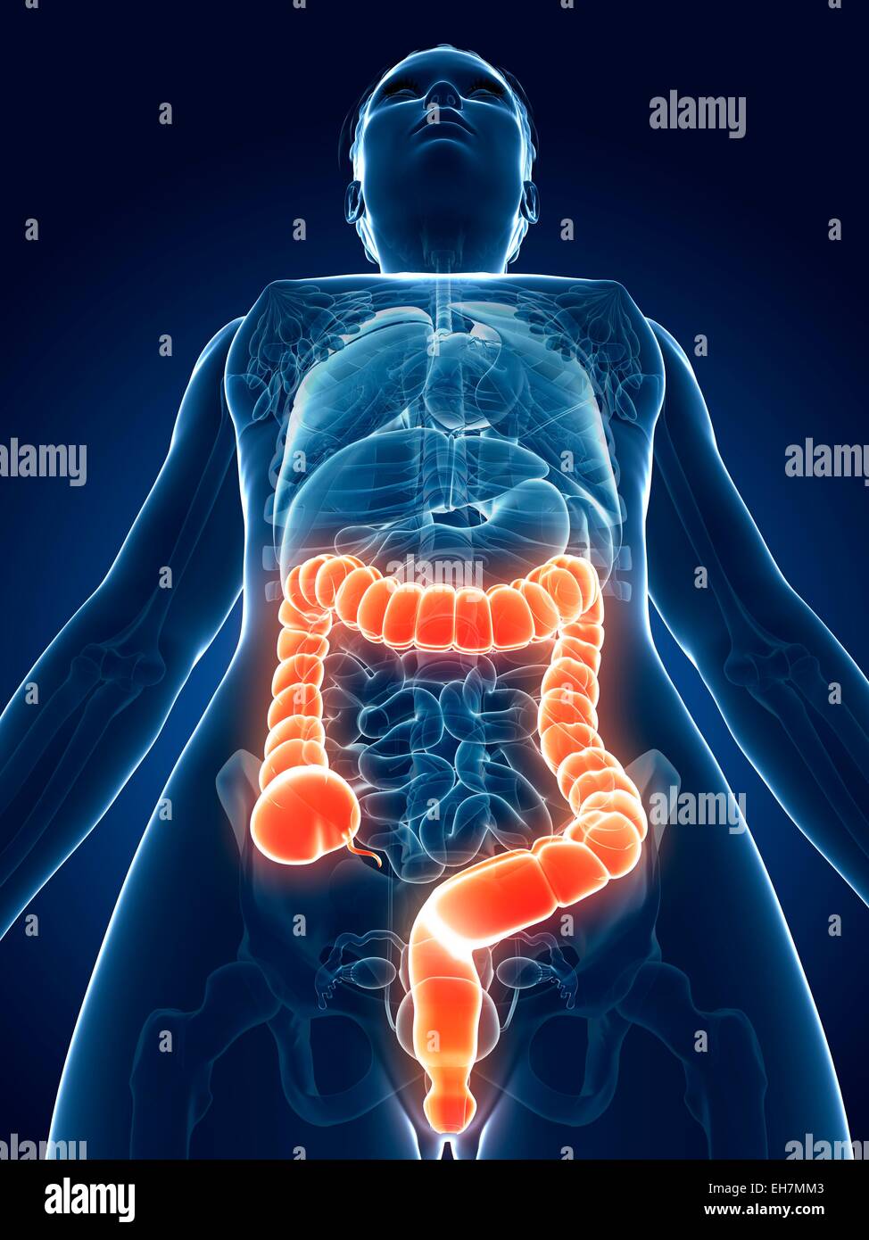 Human intestine, illustration Stock Photo - Alamy