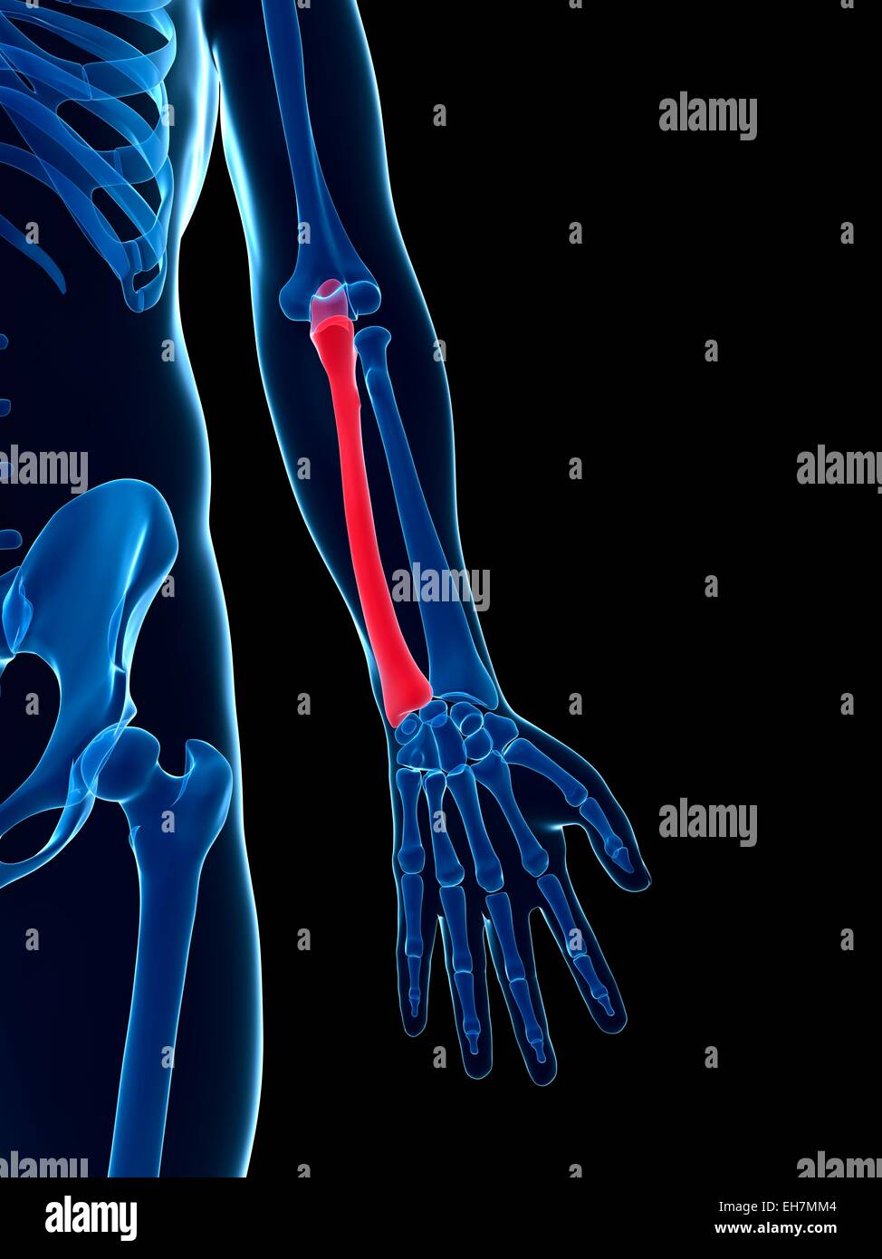 Human arm bones illustration hi-res stock photography and images - Alamy