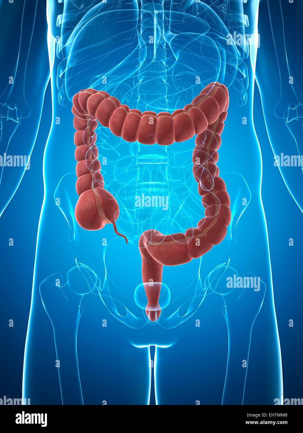 Human intestine, illustration Stock Photo - Alamy