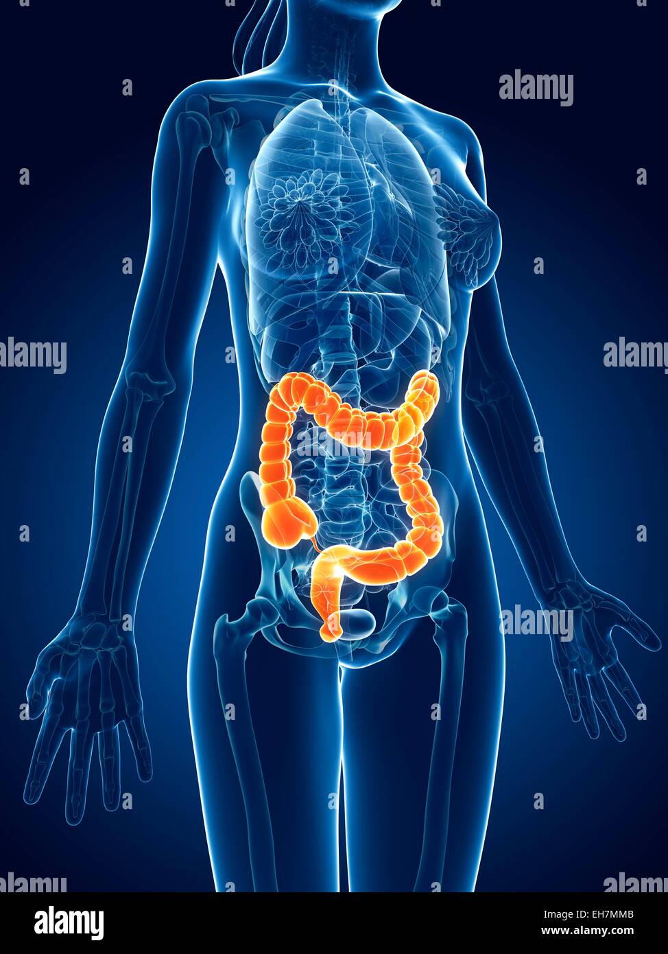 Human intestine, illustration Stock Photo - Alamy