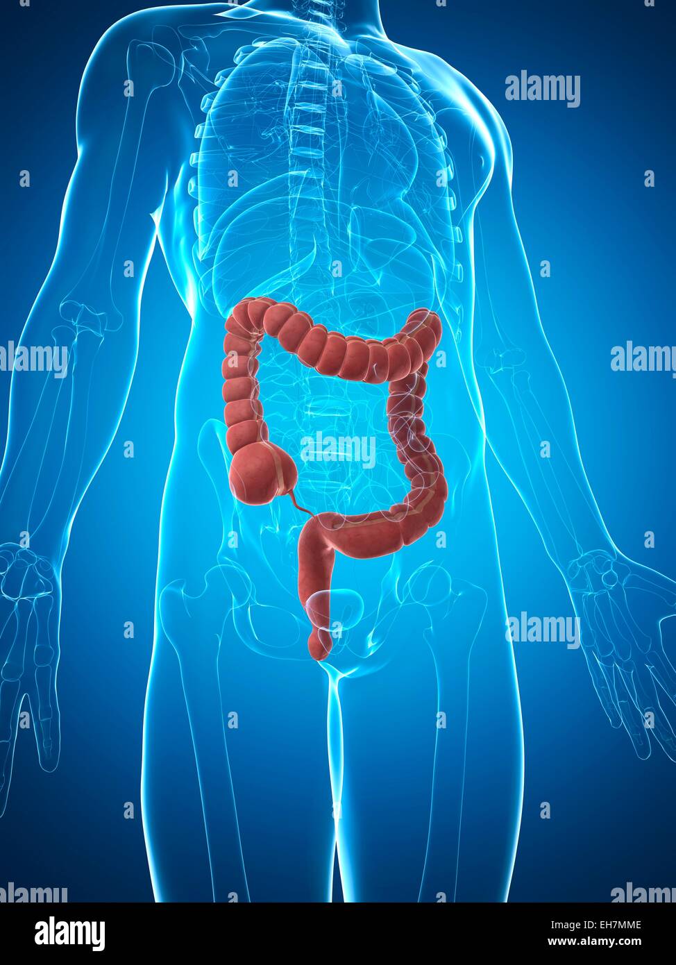 Human intestine, illustration Stock Photo - Alamy