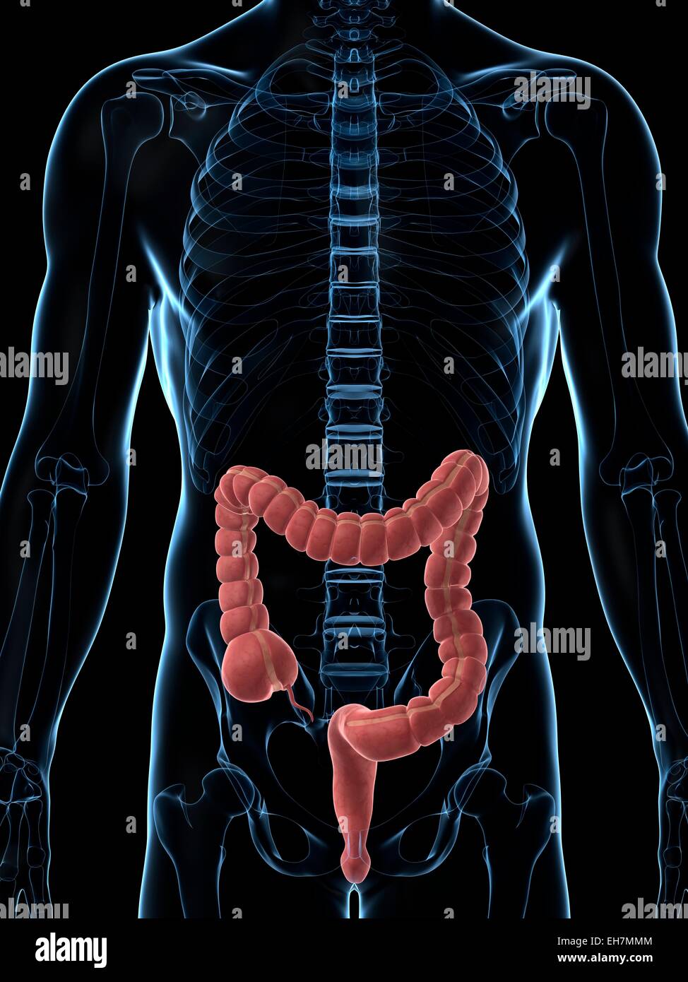 Human intestine, illustration Stock Photo - Alamy