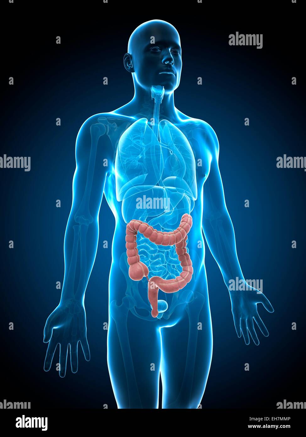 Human intestine, illustration Stock Photo - Alamy