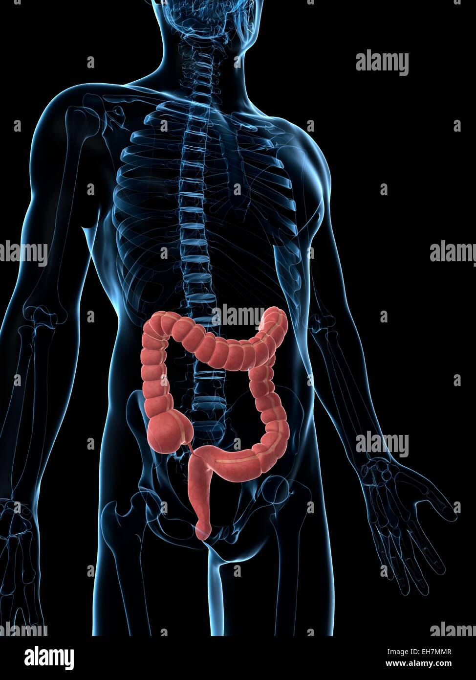 Human intestine, illustration Stock Photo - Alamy
