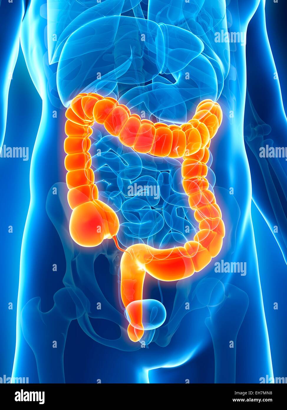 Human intestine, illustration Stock Photo - Alamy