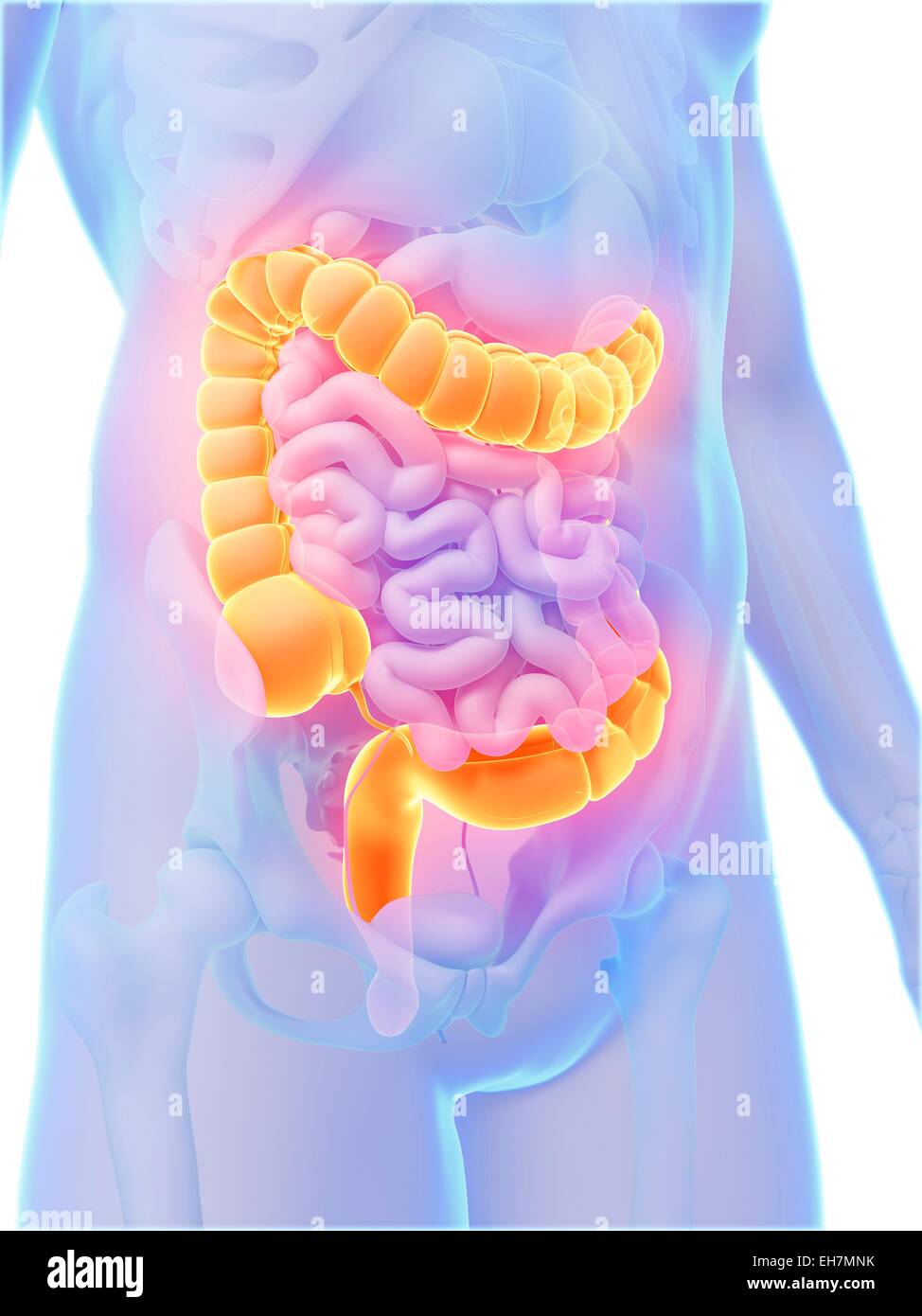 Human intestine, illustration Stock Photo - Alamy