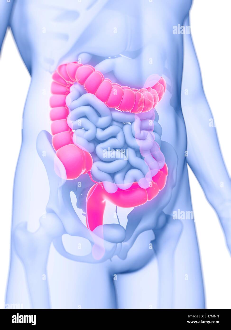 Human intestine, illustration Stock Photo - Alamy