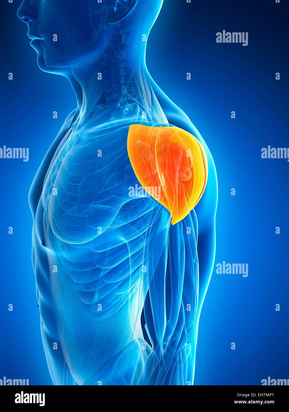 Human shoulder muscle, illustration Stock Photo - Alamy