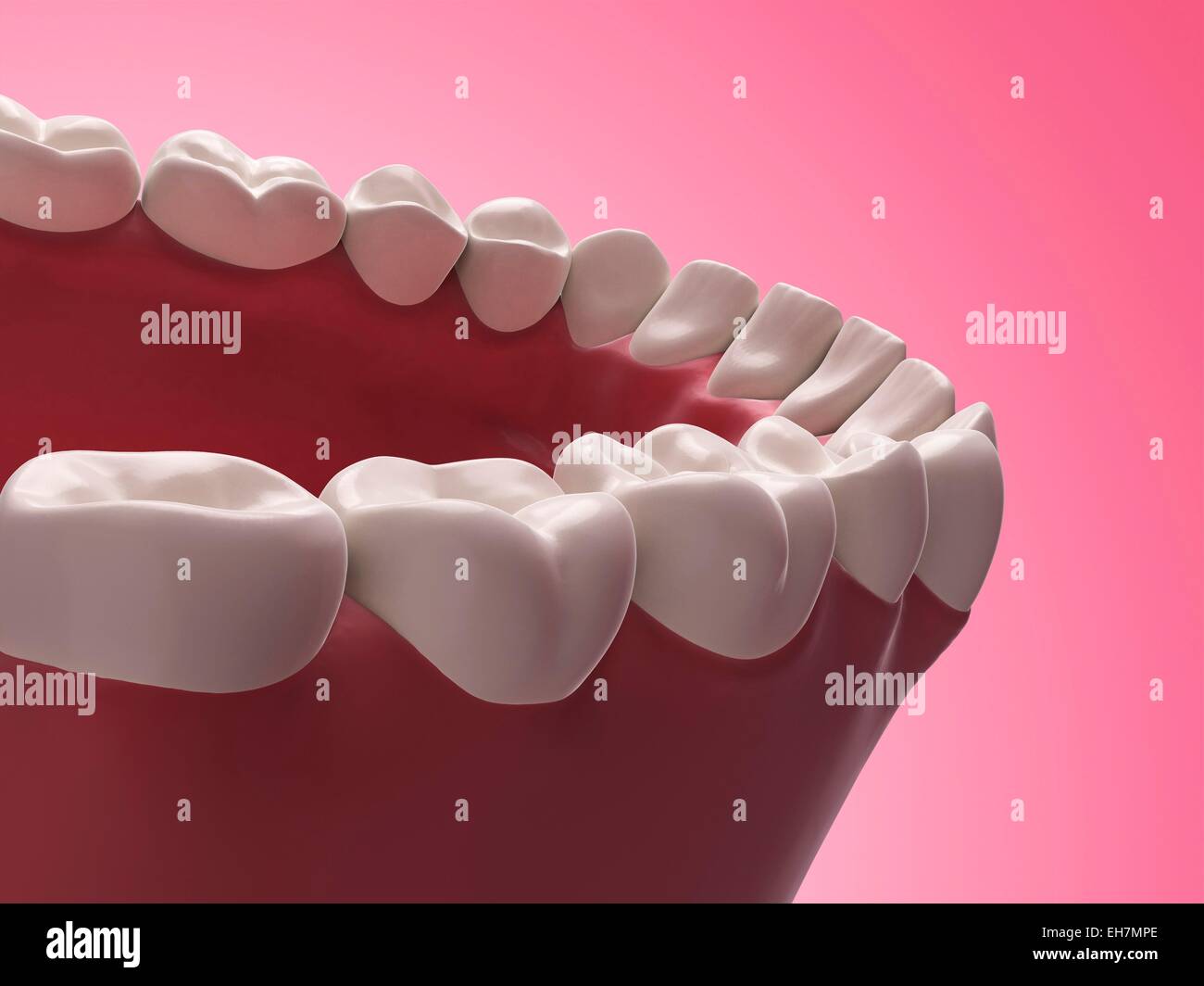 Lower human teeth, illustration Stock Photo - Alamy
