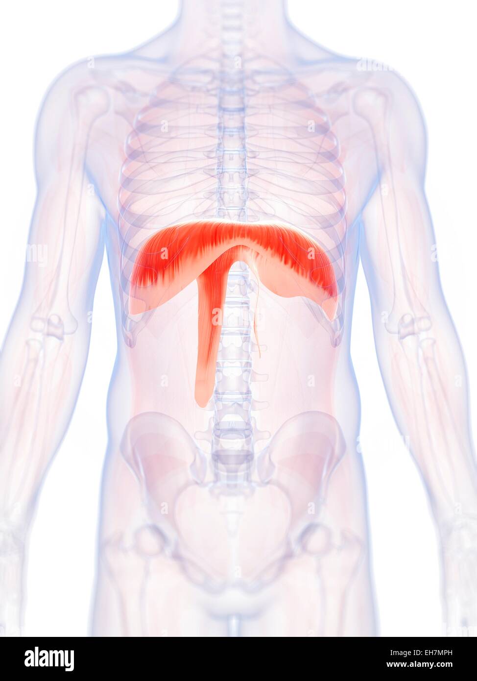 Human diaphragm, illustration Stock Photo - Alamy