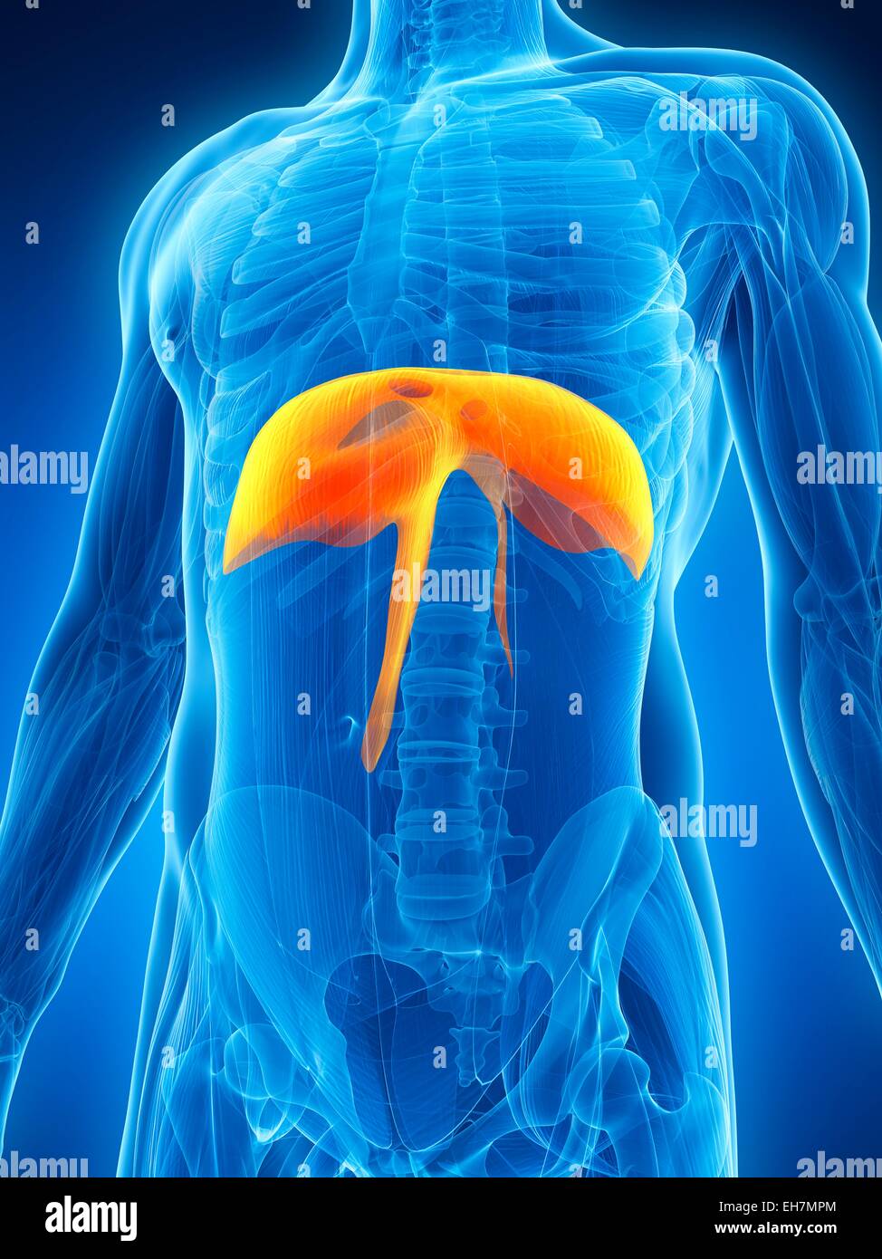 Human diaphragm, illustration Stock Photo - Alamy