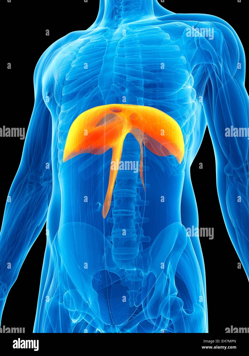Human diaphragm, illustration Stock Photo - Alamy