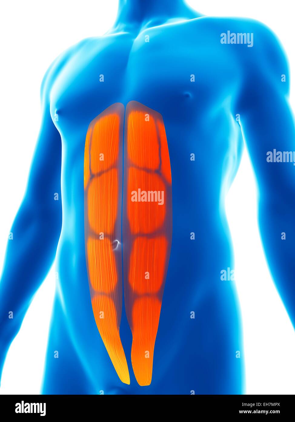 Human abdominal muscles, illustration Stock Photo - Alamy