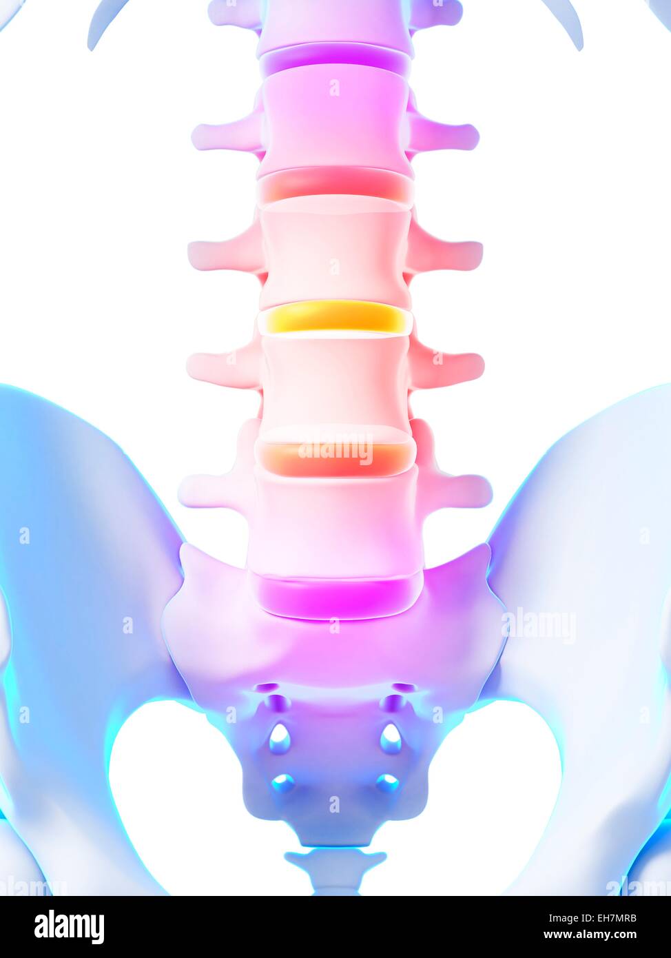 Human spinal discs, illustration Stock Photo - Alamy