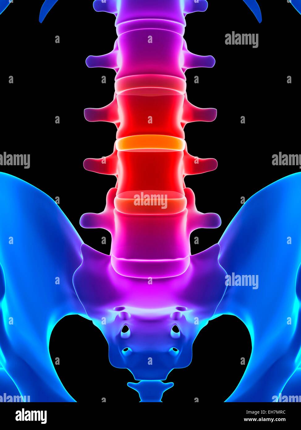 Human spinal discs, illustration Stock Photo - Alamy