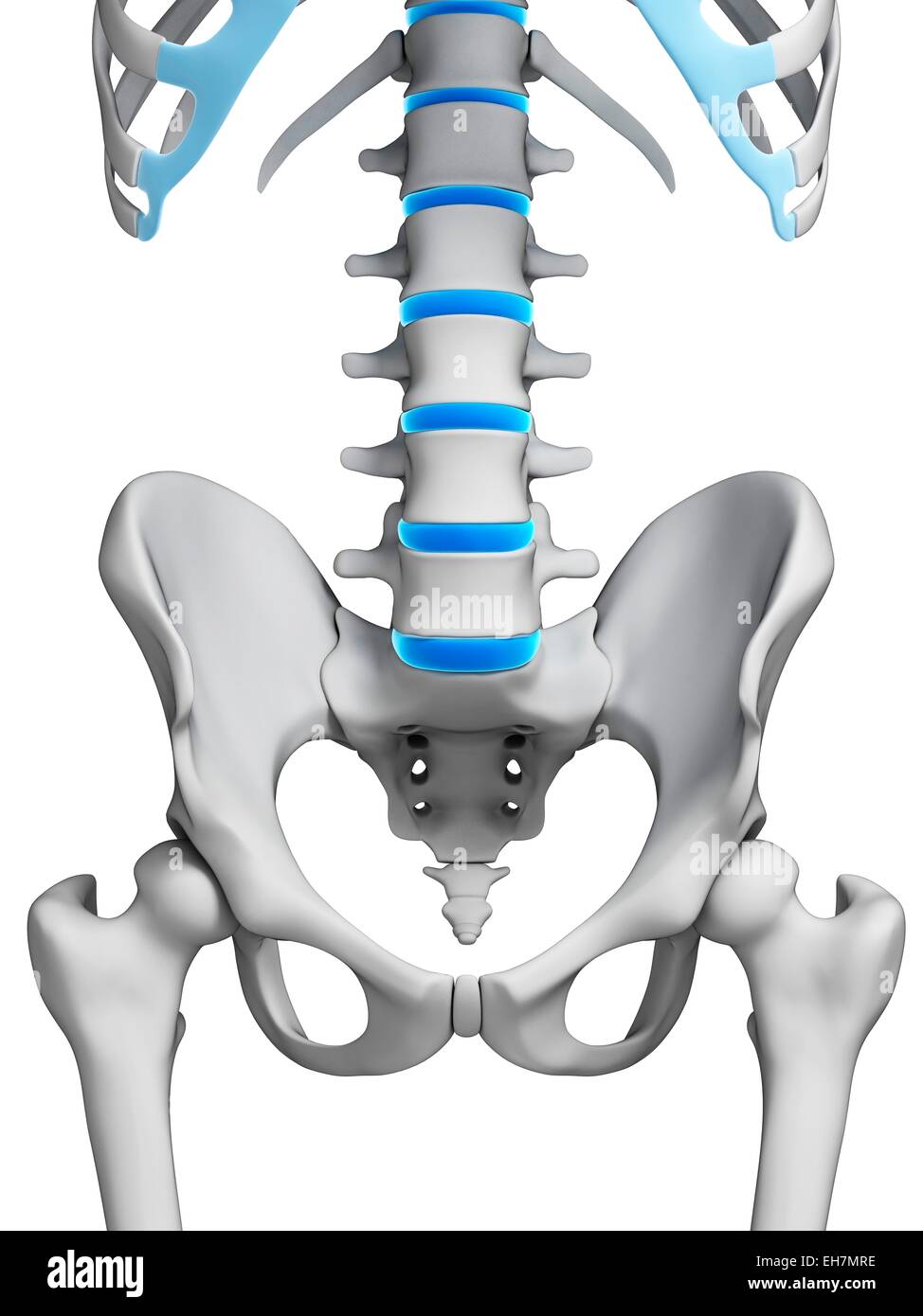 Human spinal discs, illustration Stock Photo - Alamy