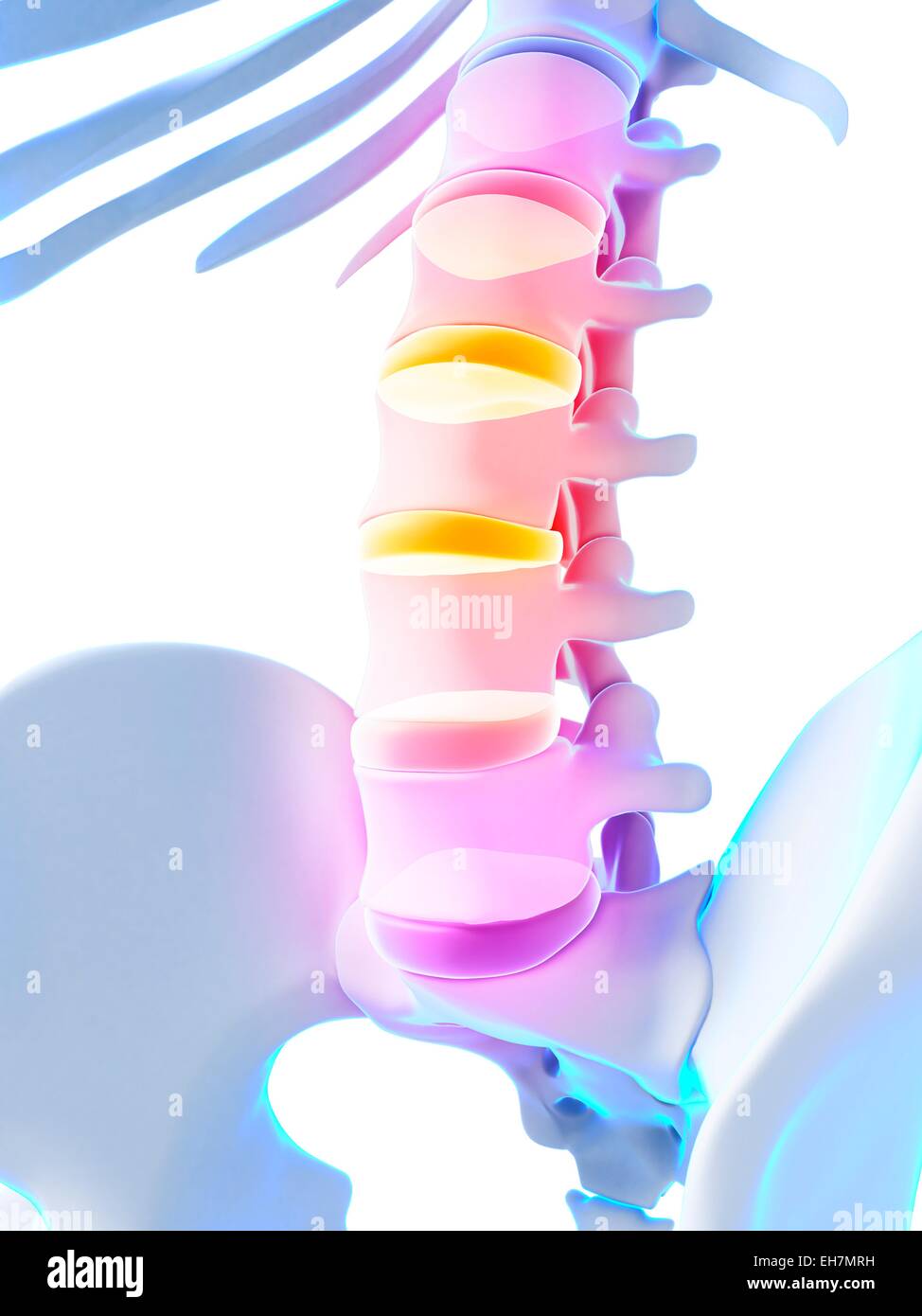 Human spinal discs, illustration Stock Photo - Alamy