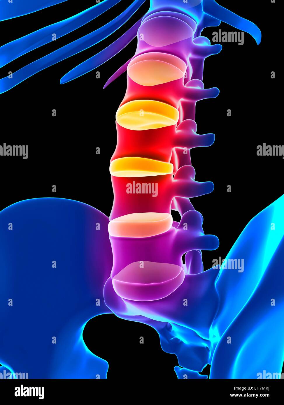 Human spinal discs, illustration Stock Photo - Alamy