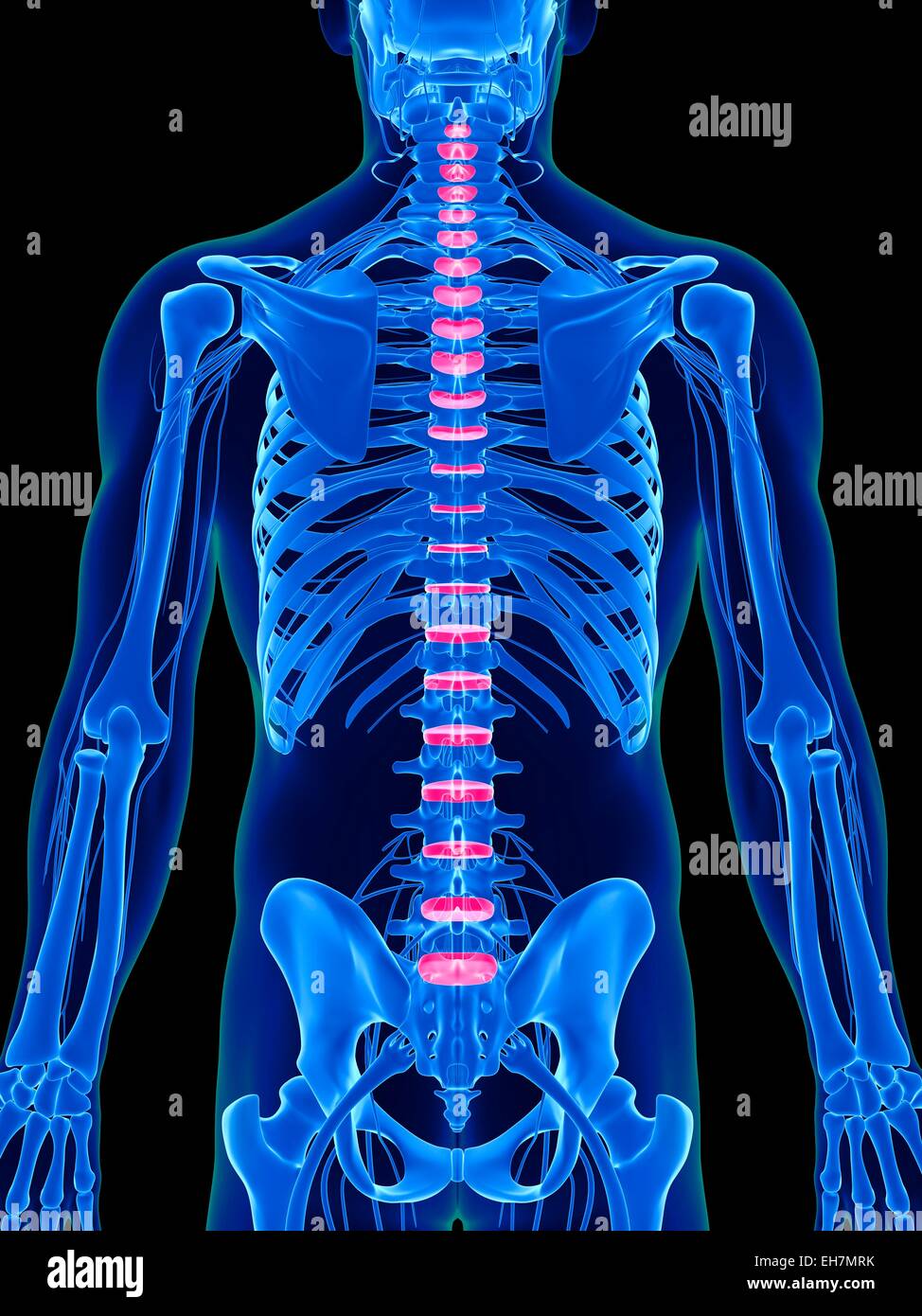 Human spinal discs, illustration Stock Photo - Alamy