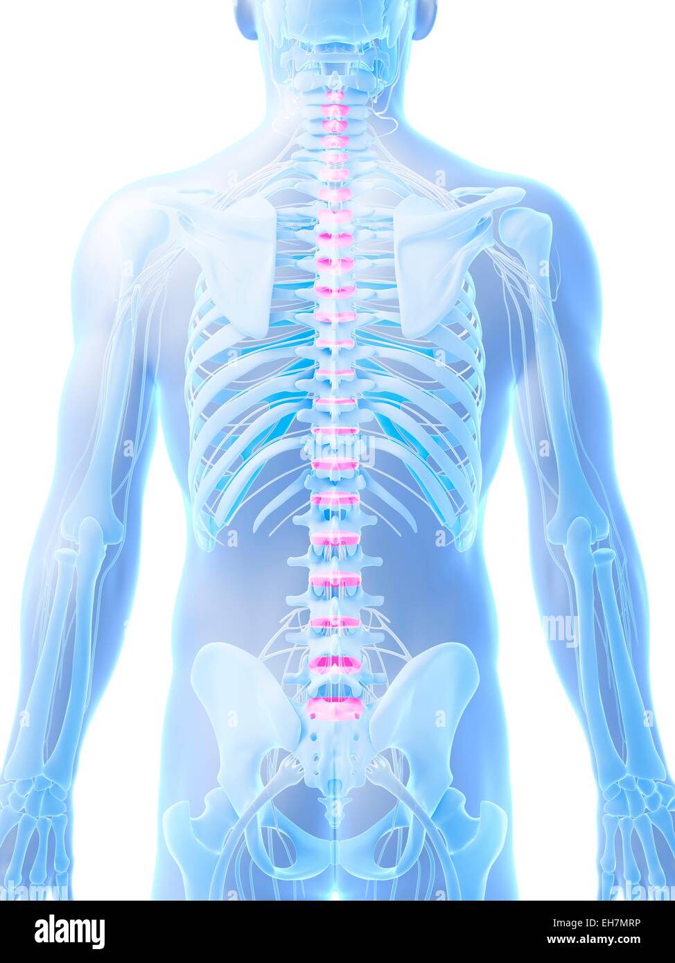 Human spinal discs, illustration Stock Photo - Alamy