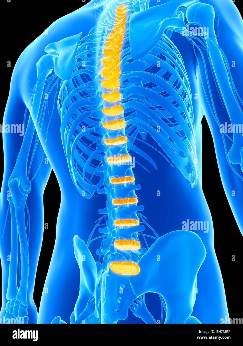 Human spinal discs, illustration Stock Photo - Alamy