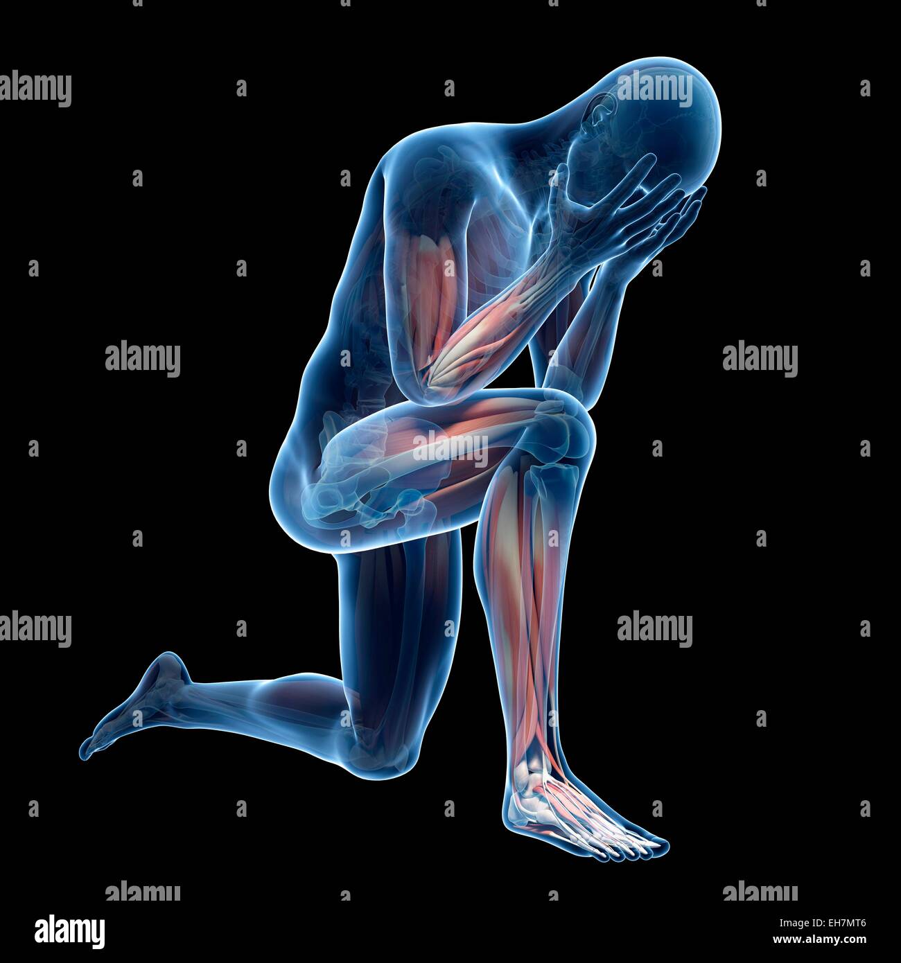 Human muscular system, illustration Stock Photo - Alamy