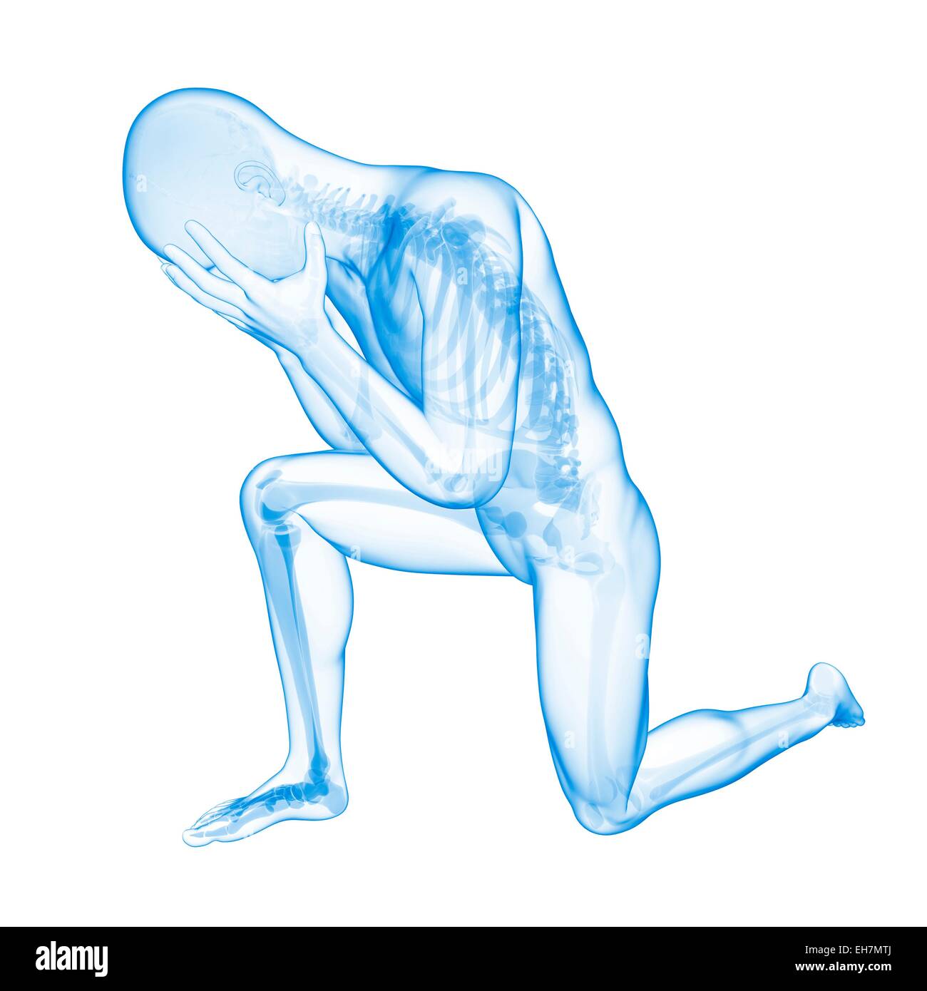 Human skeletal system, illustration Stock Photo - Alamy