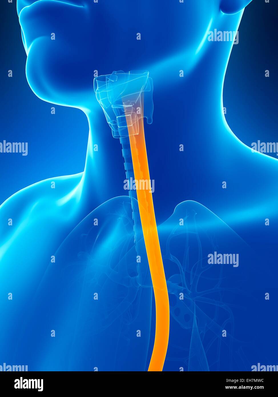 Human wind pipe, illustration Stock Photo - Alamy
