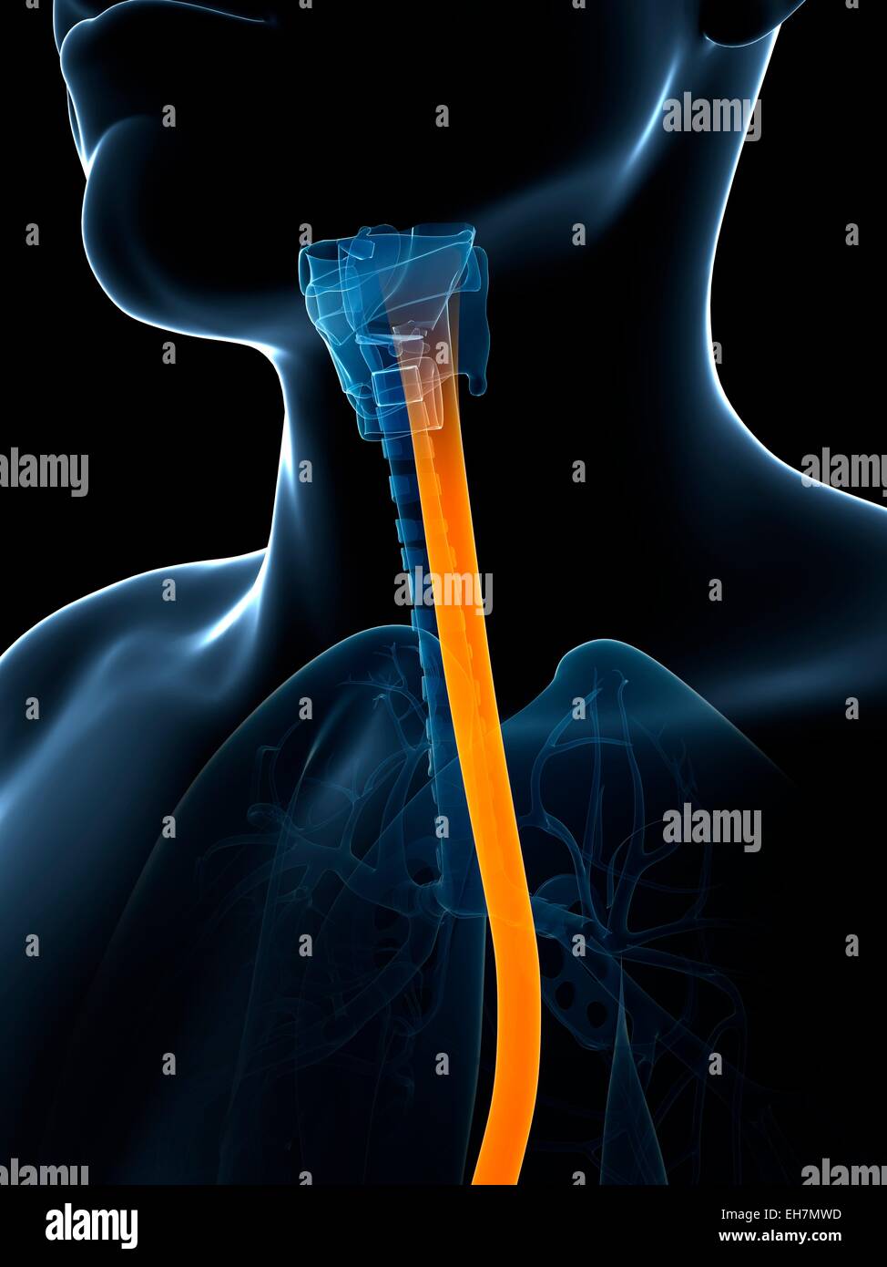 Human wind pipe, illustration Stock Photo - Alamy