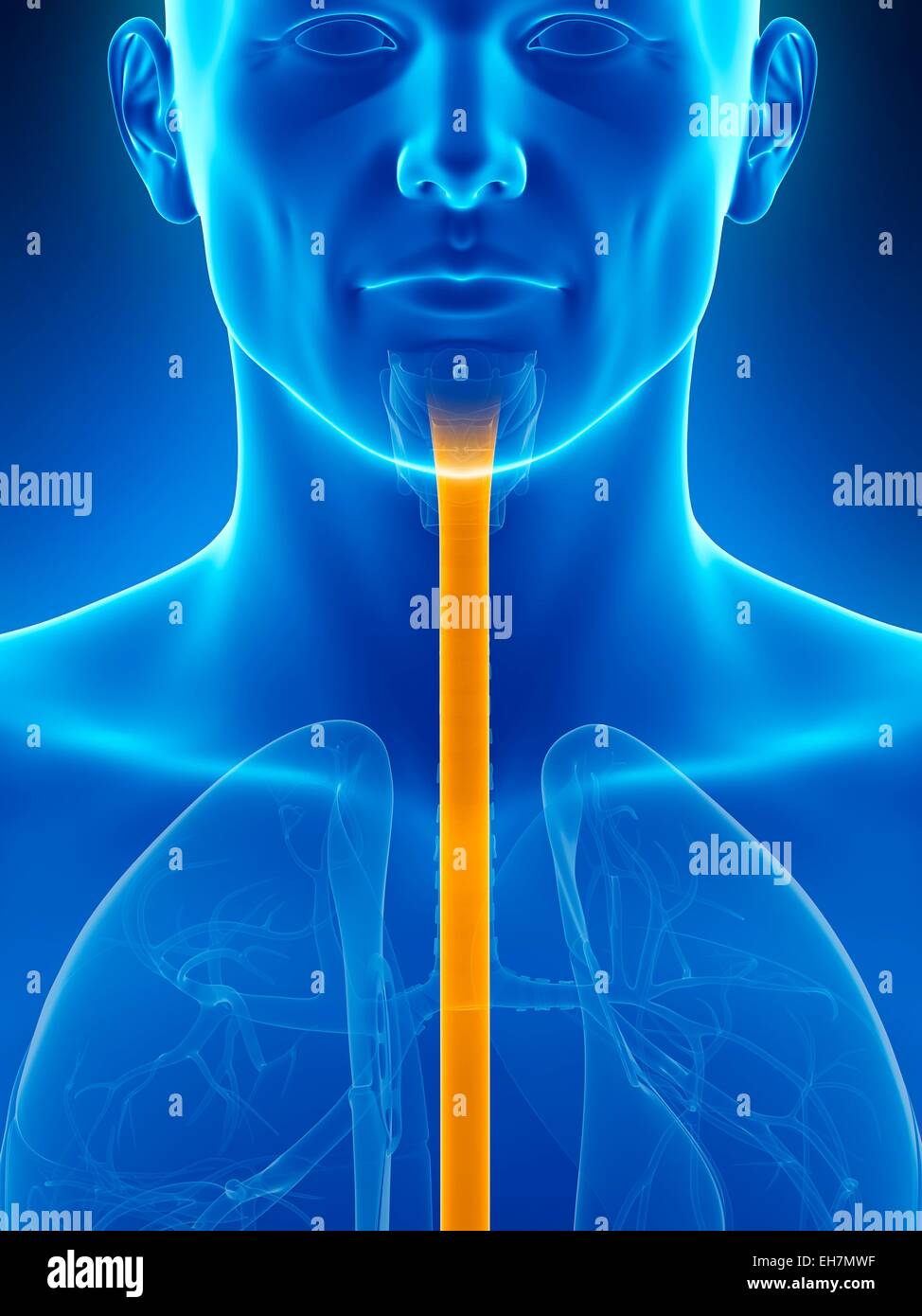 Human wind pipe illustration hi-res stock photography and images - Alamy