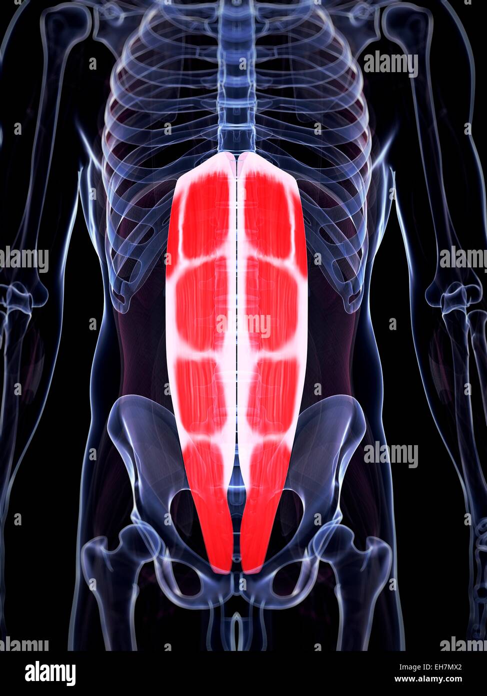 Human abdominal muscles, illustration Stock Photo - Alamy