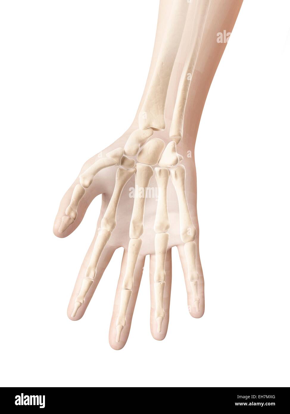 Human hand bones illustration Cut Out Stock Images & Pictures - Alamy