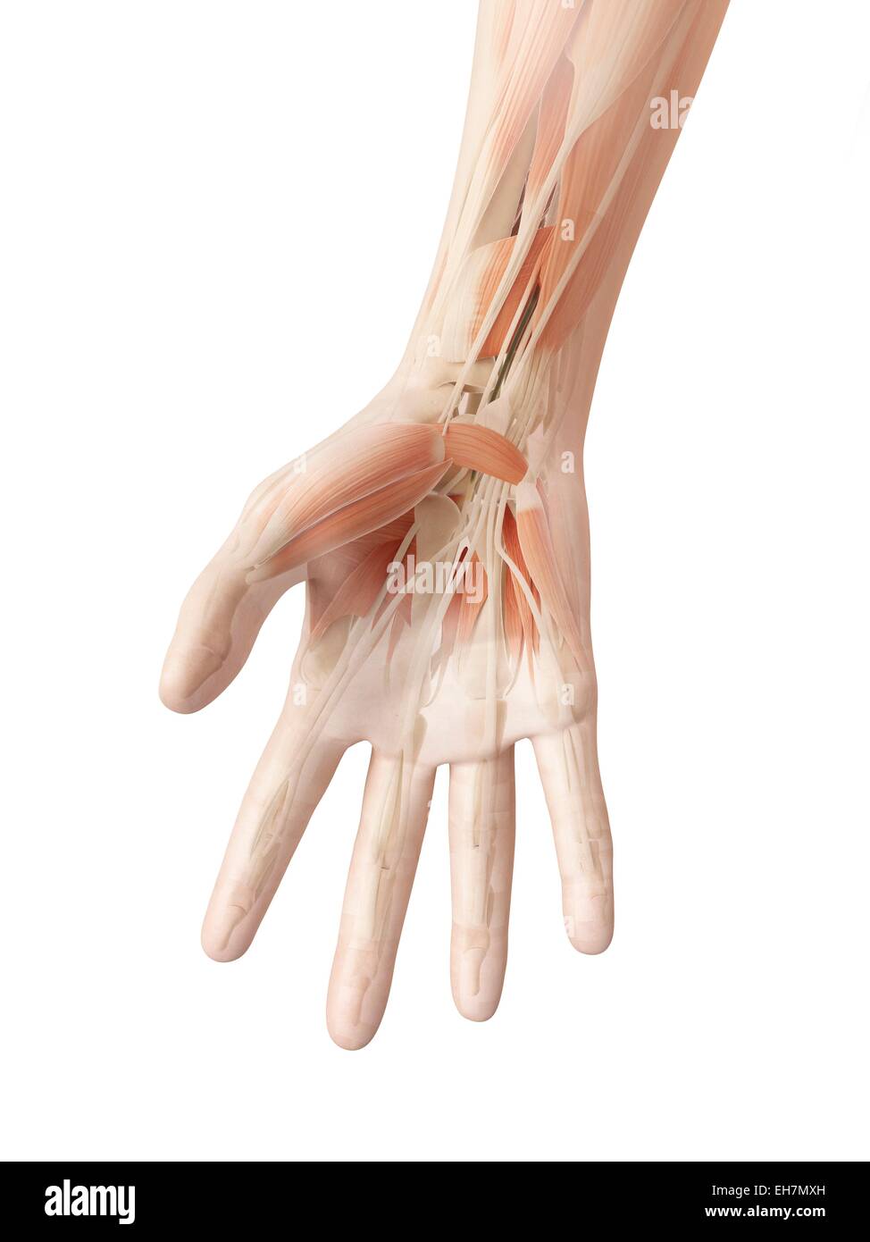 Human hand muscles, illustration Stock Photo - Alamy