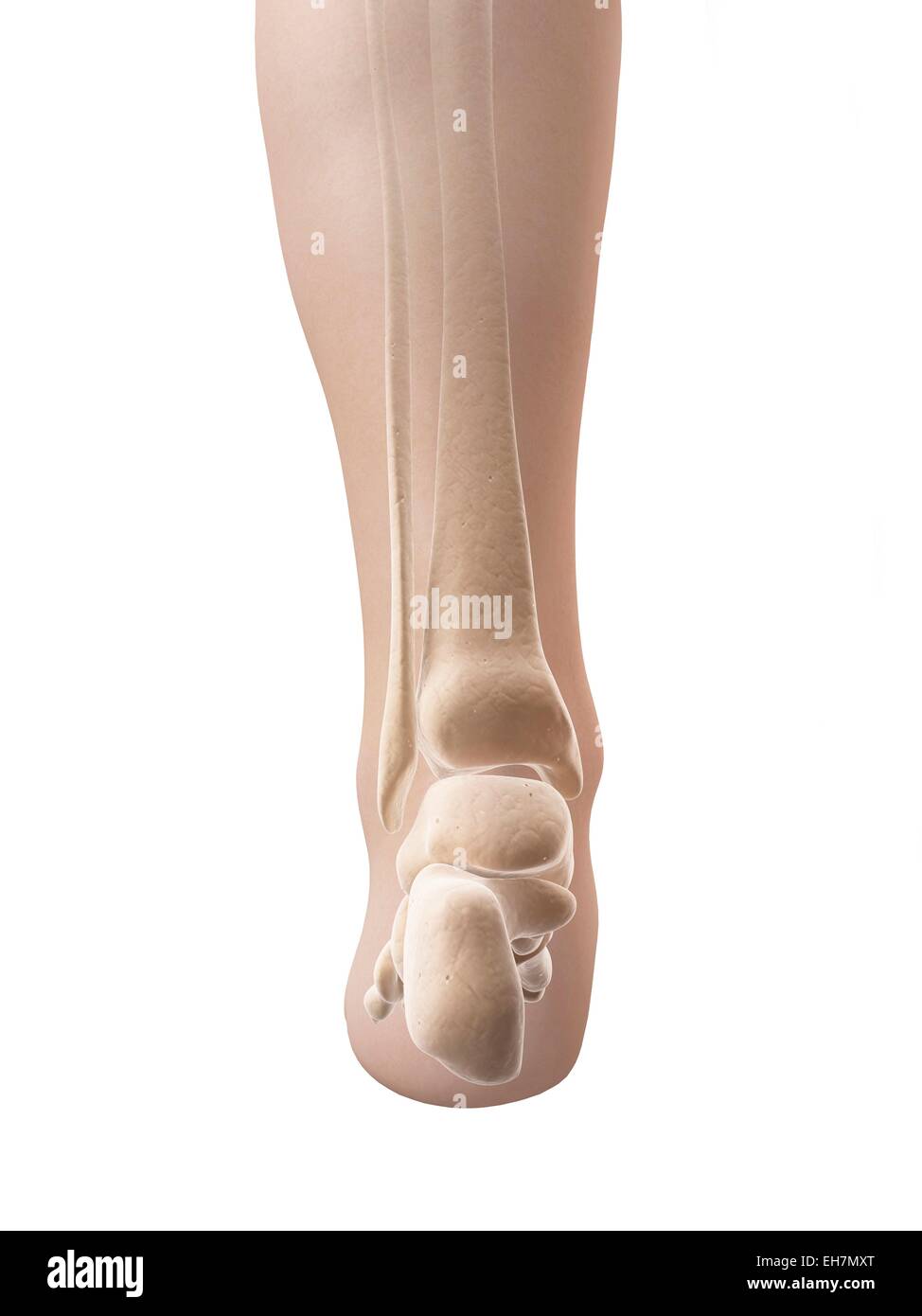 Human ankle bones, illustration Stock Photo - Alamy