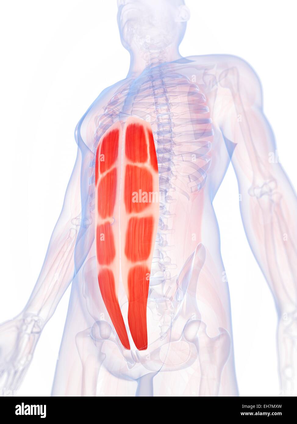 Human abdominal muscles, illustration Stock Photo - Alamy