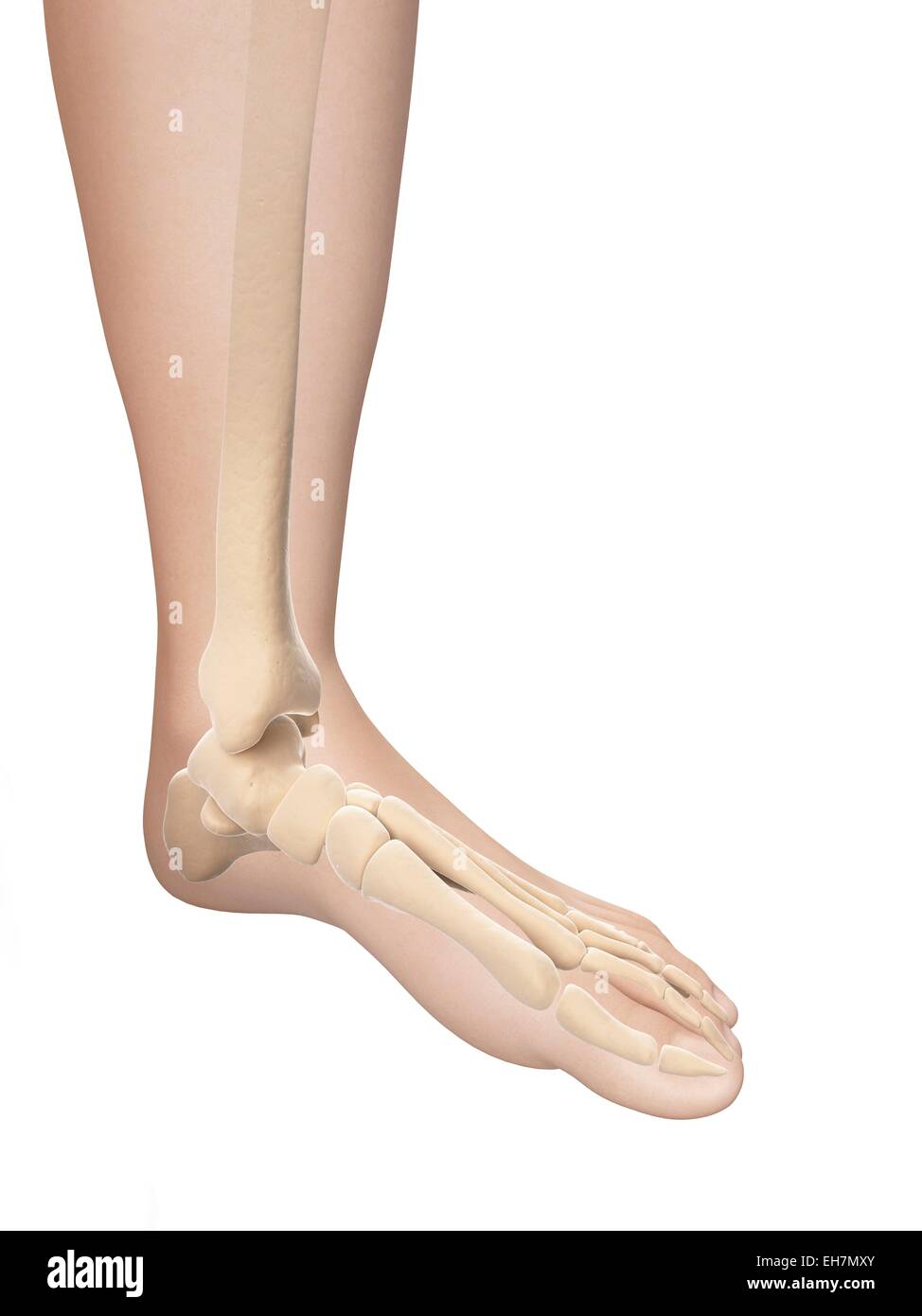 Human foot bones, illustration Stock Photo - Alamy