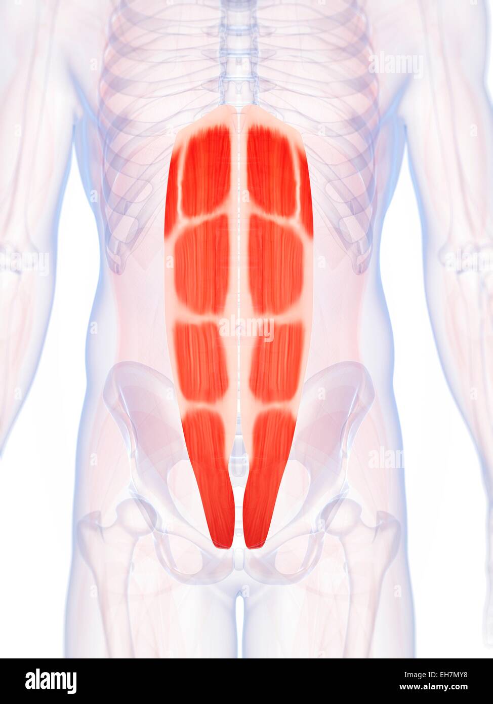 Human abdominal muscles, illustration Stock Photo - Alamy