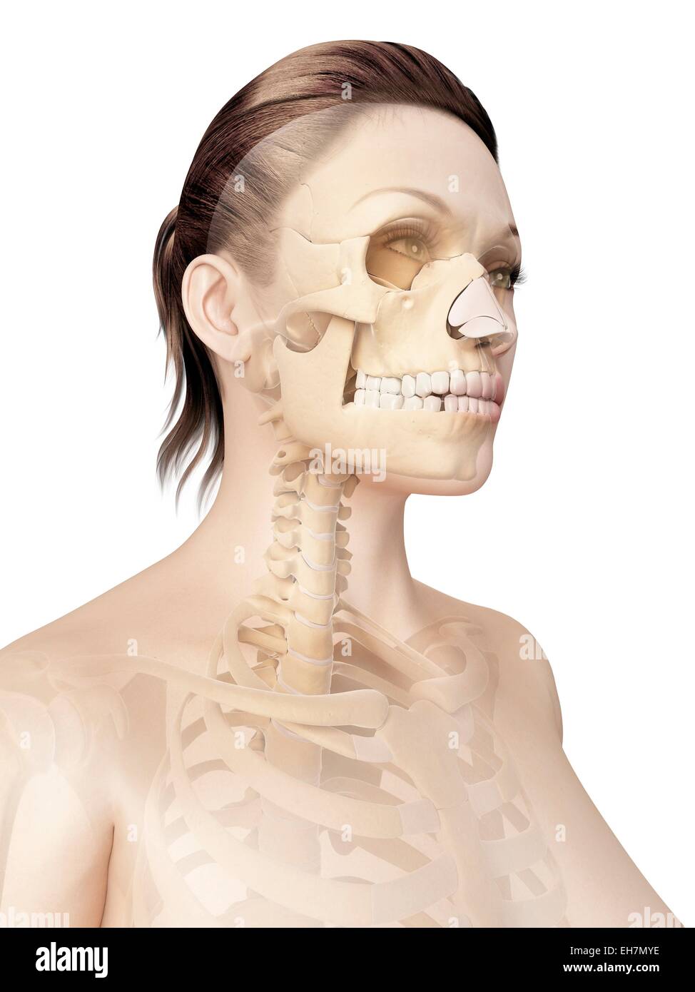 Female skull hi-res stock photography and images - Alamy
