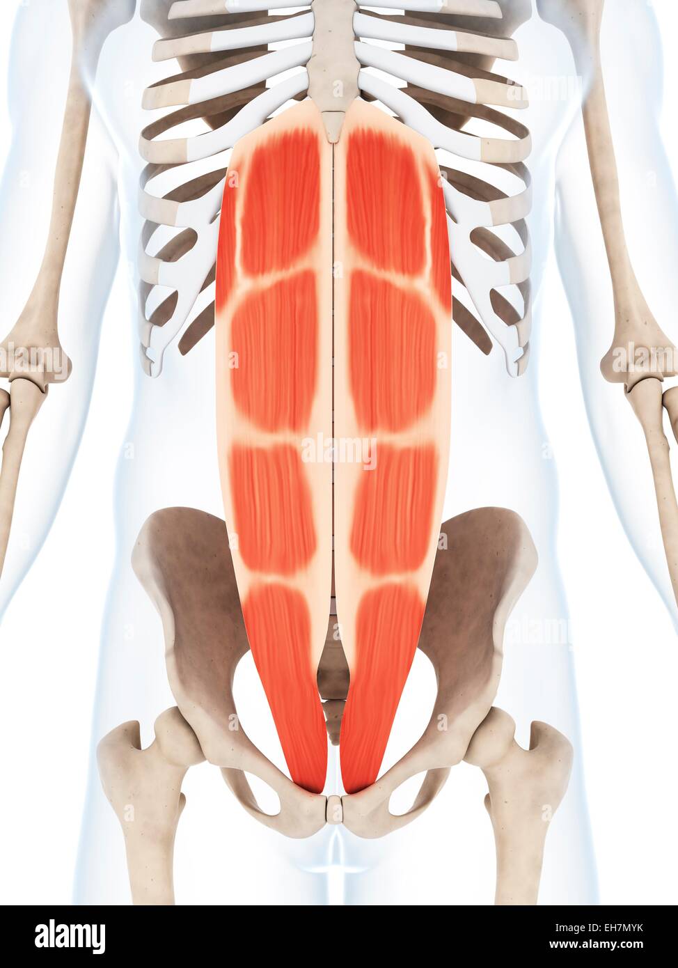 Human abdominal muscles, illustration Stock Photo - Alamy