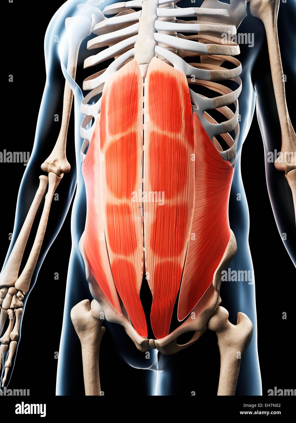 Human abdominal muscles, illustration Stock Photo - Alamy