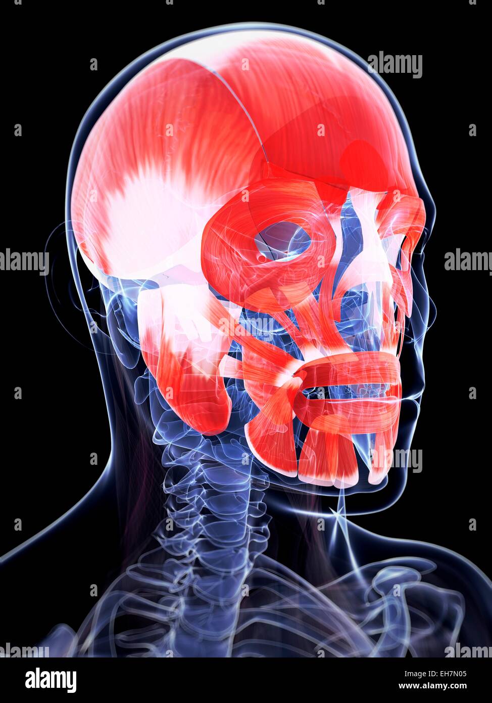 Human facial muscles, illustration Stock Photo - Alamy