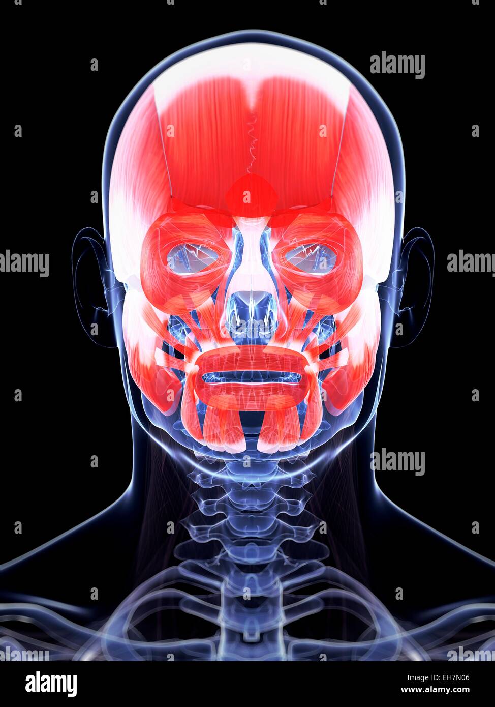 Skeletal facial hi-res stock photography and images - Alamy