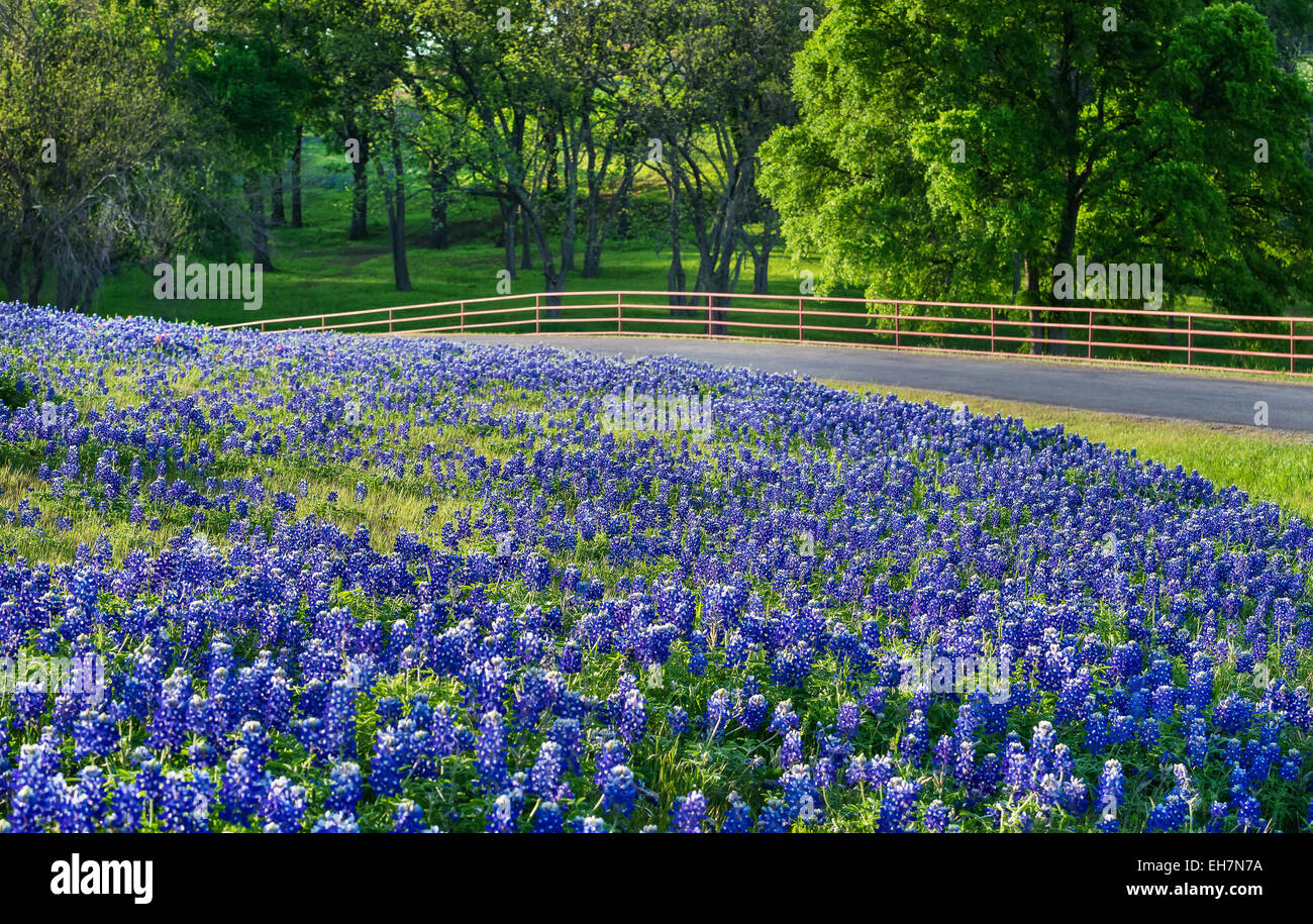 Texas bluebonnet field along country road in early morning light Stock ...